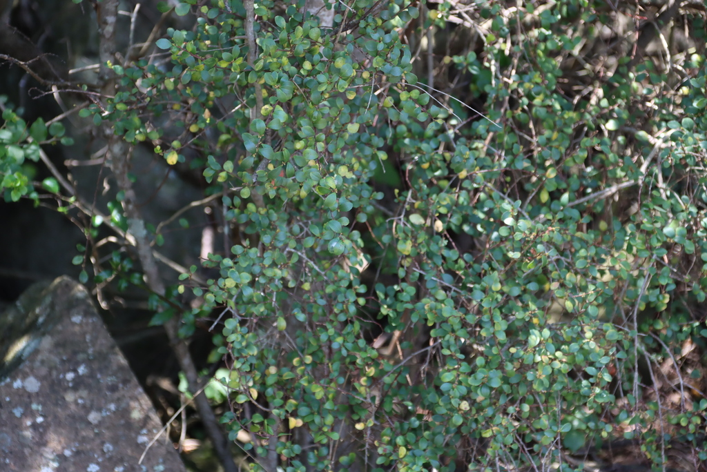 African Boxwood from lower n slopes, hill s of Kemplust, Amajuba, KZN ...