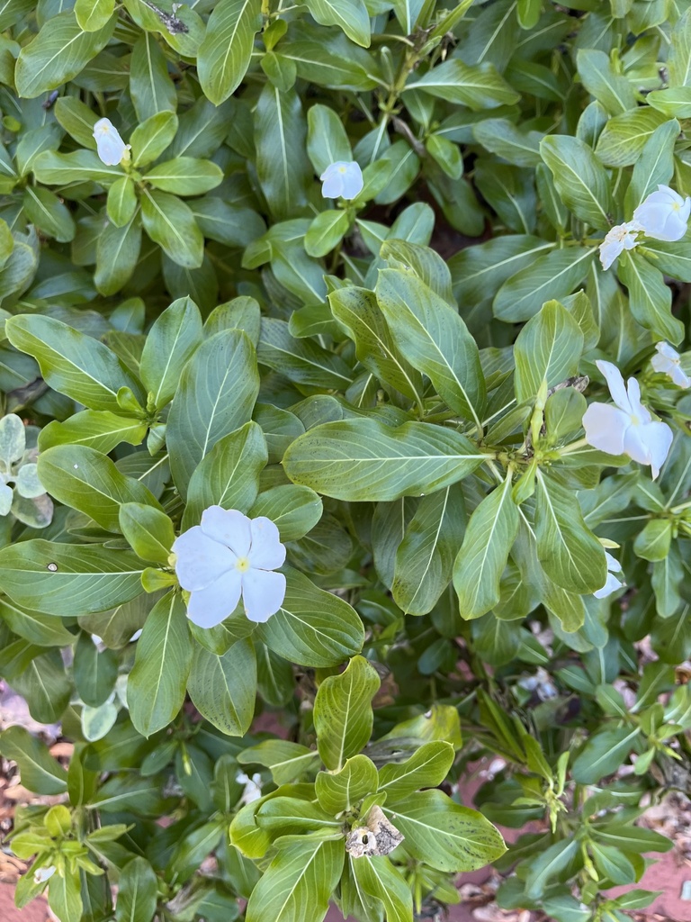 Periwinkle from Long Island, Stony Brook, NY, US on November 3, 2023 at ...