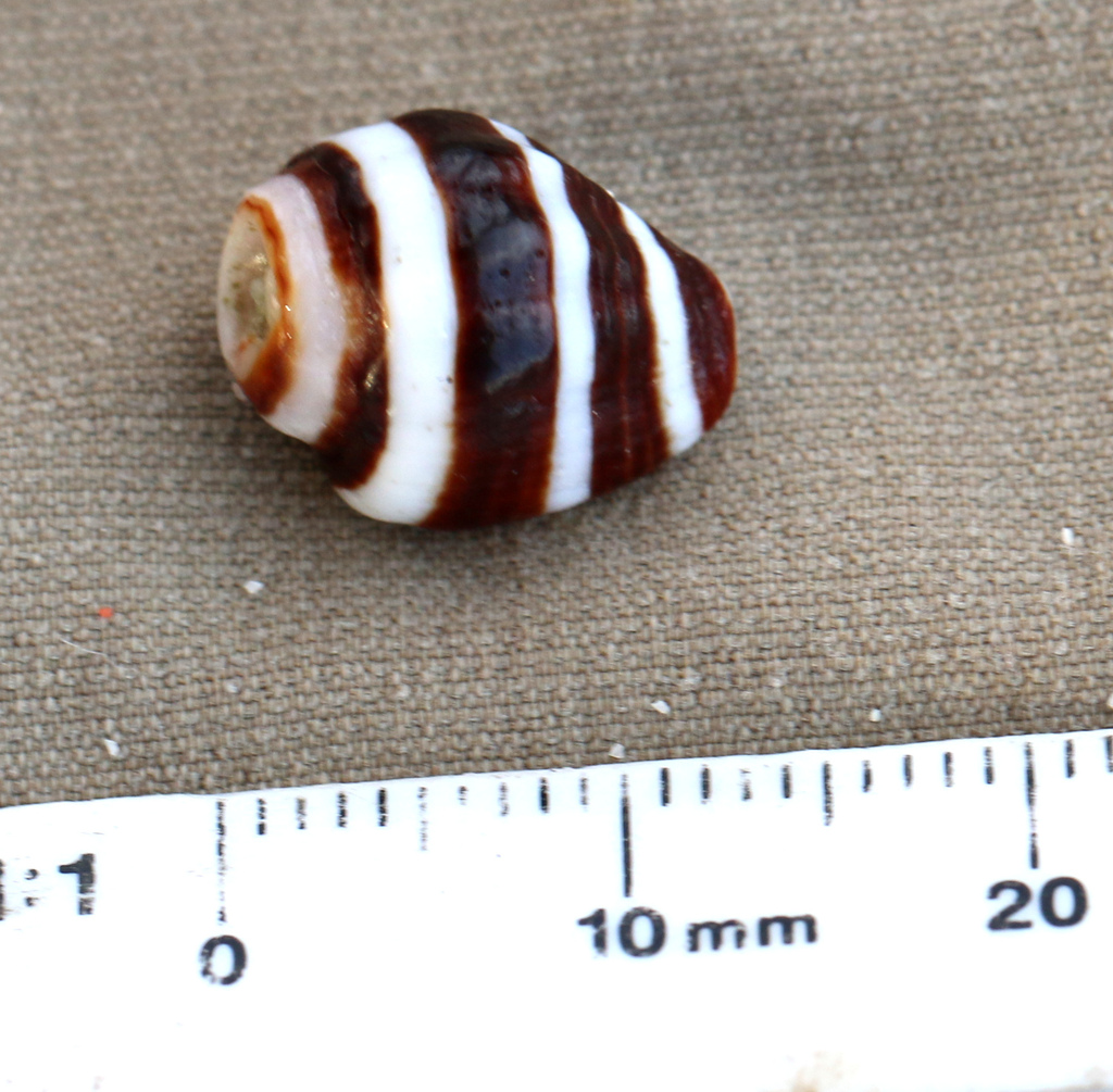 Bumblebee Snail from Augusta Is., Raja Ampat Regency, West Papua ...