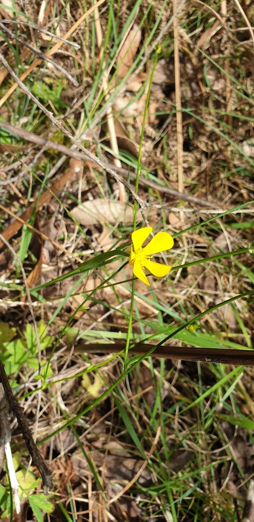 Australian Buttercup from Spring Mount Conservation Park on November 3 ...