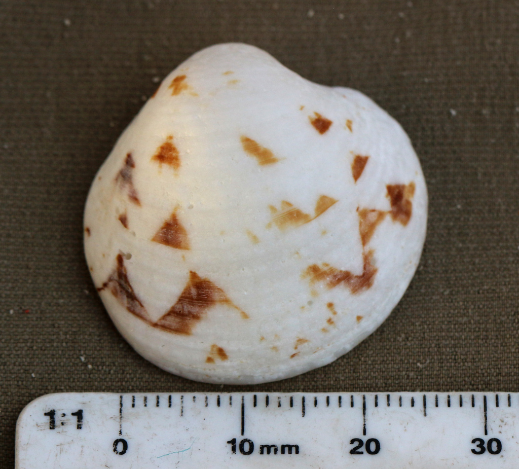 Dosinia from Augusta Is., Raja Ampat Regency, West Papua, Indonesia on ...