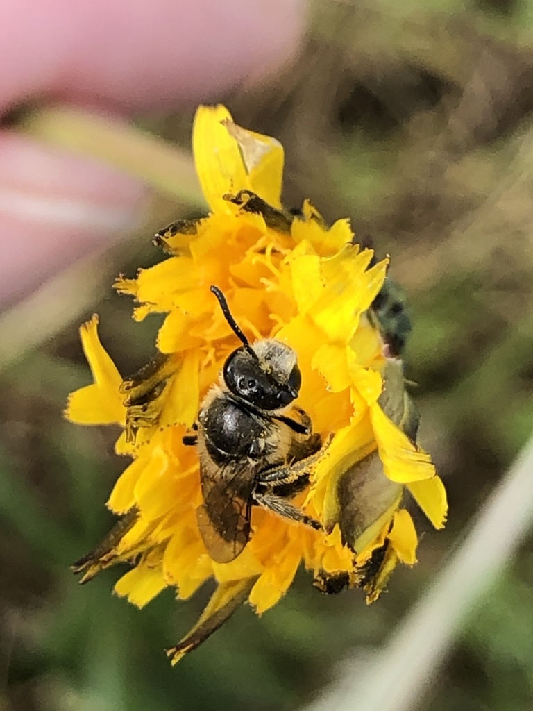 Chilalictus from Moyne Shire, Cudgee, VIC, AU on November 4, 2023 at 05 ...