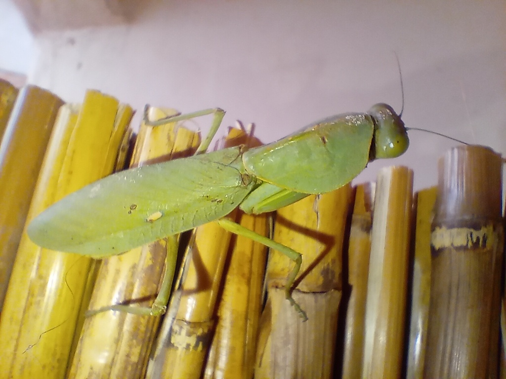 Rhomboderella scutata from Mzuzu City, Mzimba, Malawi on November 2 ...