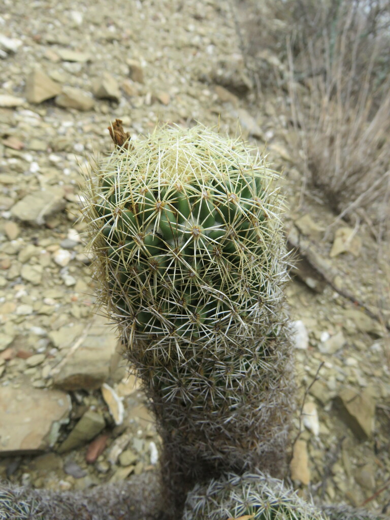 Coryphantha glassii from Atarjea, Gto., México on October 6, 2023 at 09 ...