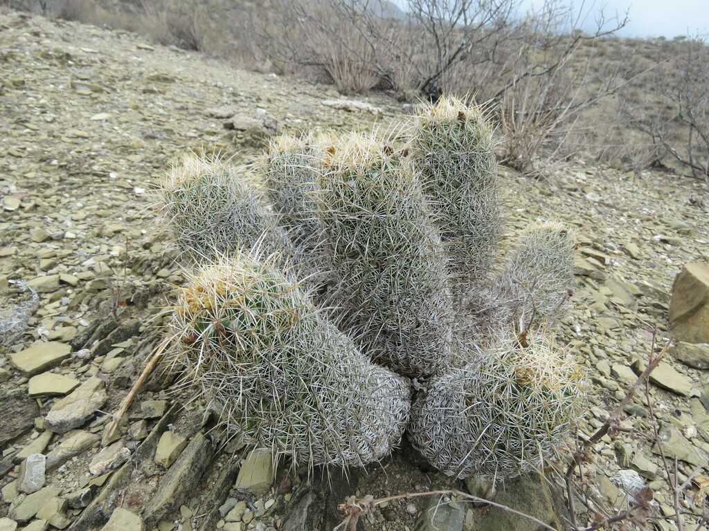 Coryphantha glassii from Atarjea, Gto., México on October 6, 2023 at 09 ...