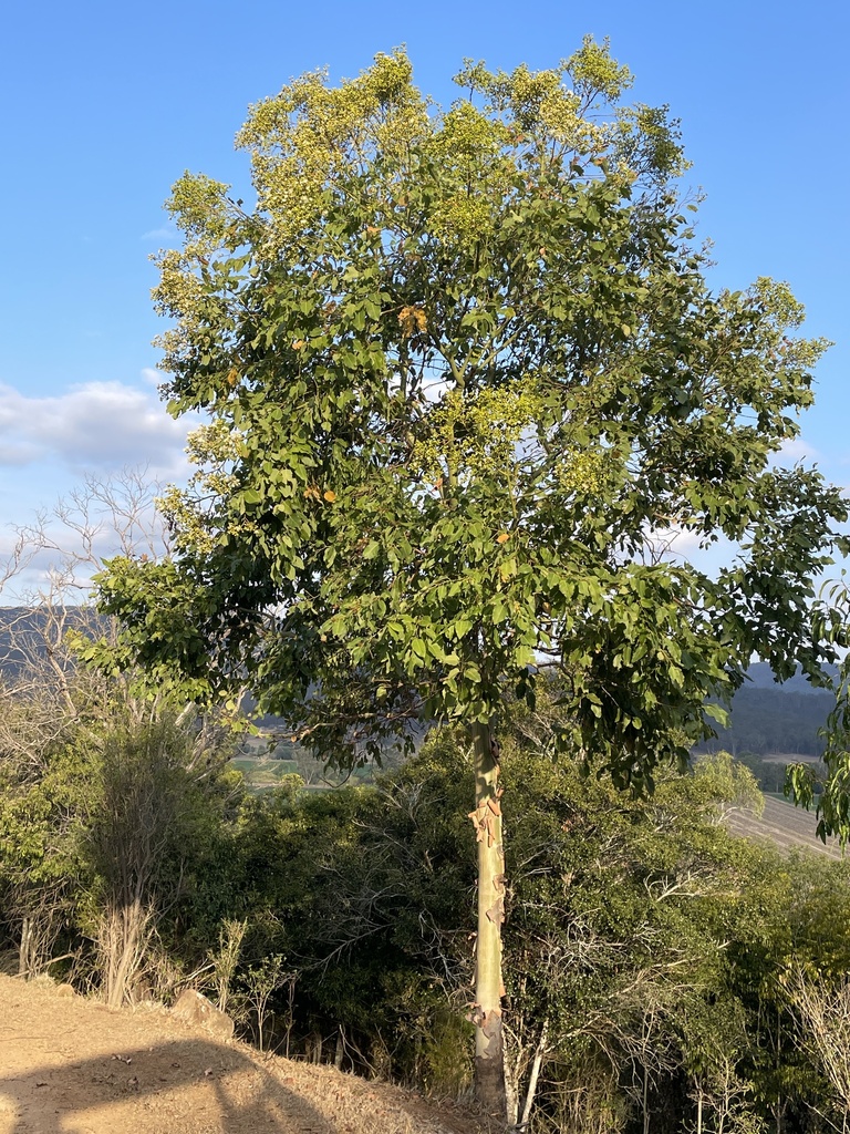 cadaghi from Deb's La, Mulgowie, QLD, AU on November 4, 2023 at 04:50 ...