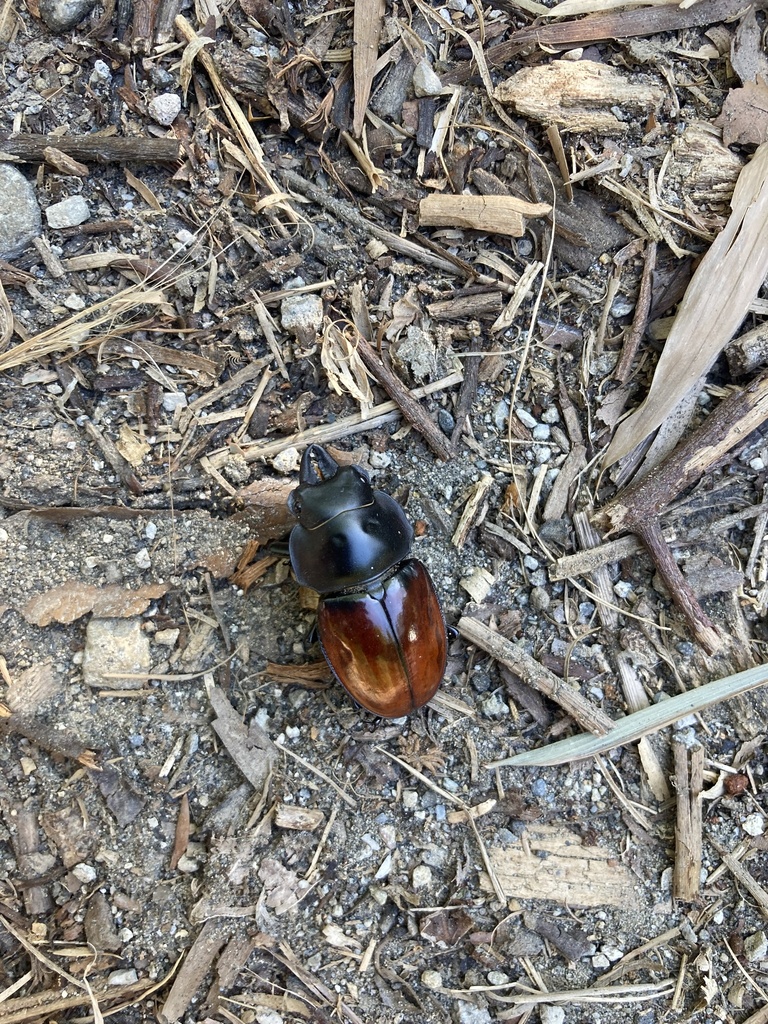 Neolucanus swinhoei from 陽明山國家公園, 北投區, TPE, TW on November 4, 2023 at ...