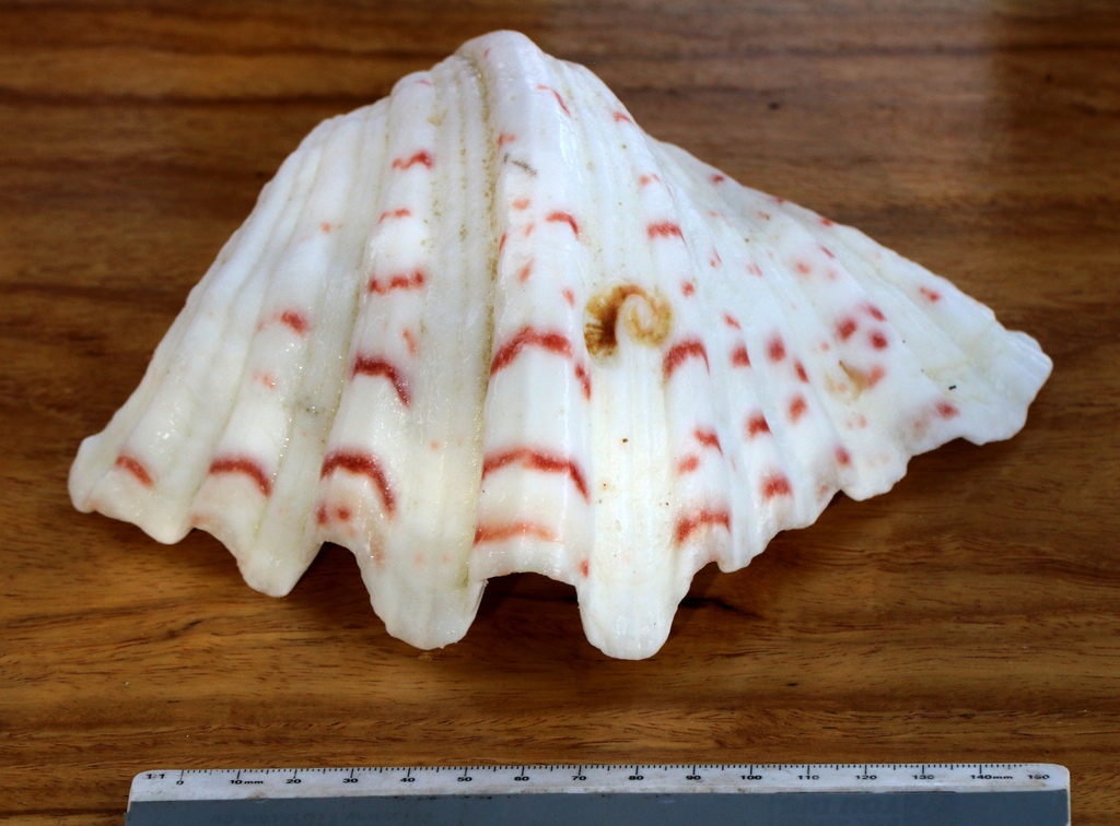 Bear Paw Clam in October 2023 by leithallb. Dead shell, beach washed ...