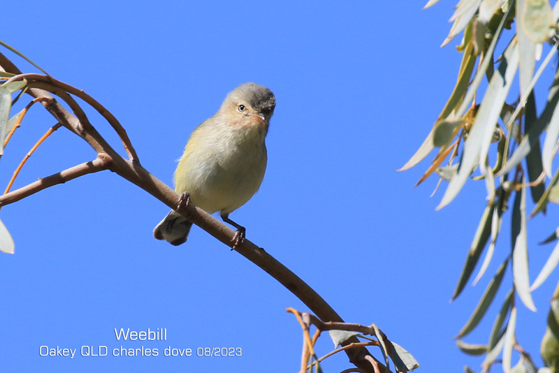 Weebill from Oakey QLD 4401, Australia on August 11, 2023 at 04:54 PM ...