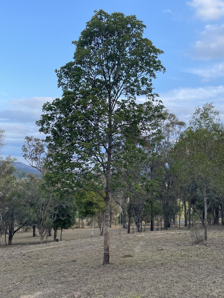 Crows Ash from Deb's La, Mulgowie, QLD, AU on November 4, 2023 at 04:59 ...