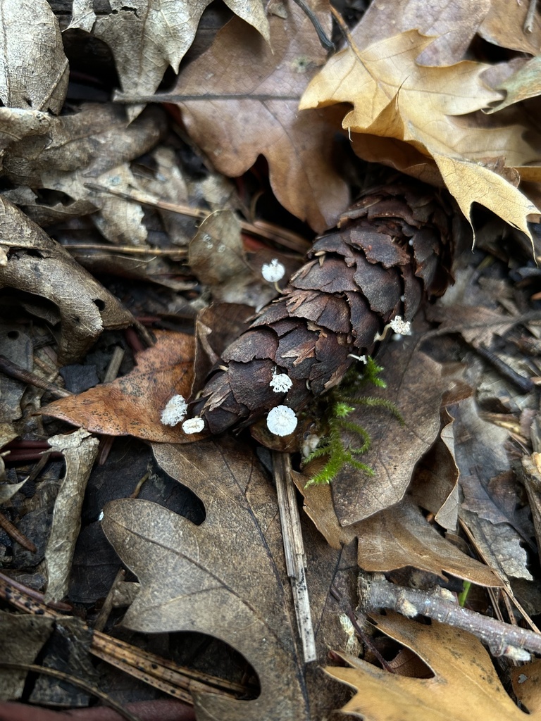Fir-Cone Mushroom in November 2023 by Hannah · iNaturalist