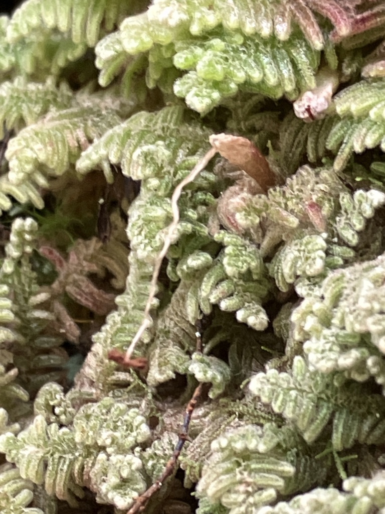 Herzogianthus vaginatus from Waihaha Scenic Reserve (Part), NZ-WK-TP ...