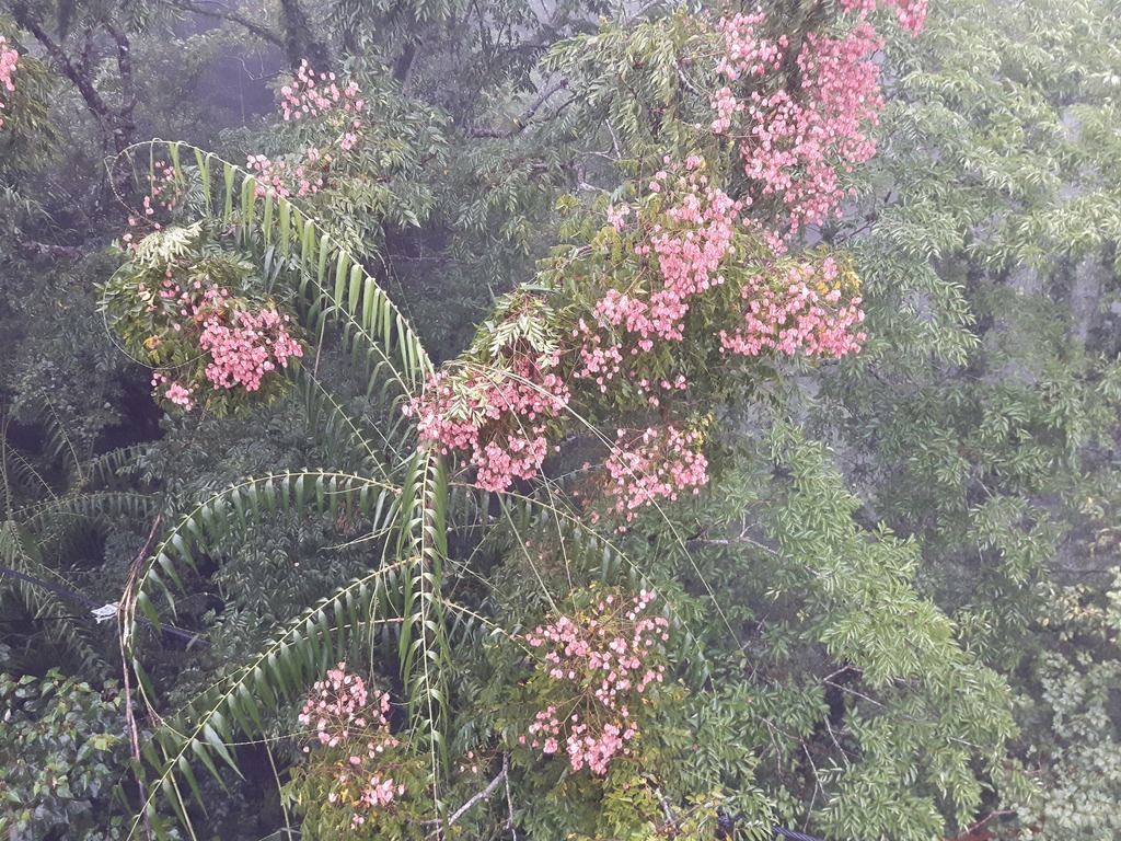 Taiwanese Rain Tree from Zhuoxi Township, Hualien County, Taïwan 982 on ...