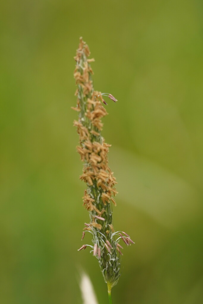 Marsh foxtail from Seville VIC 3139, Australia on November 2, 2023 at ...