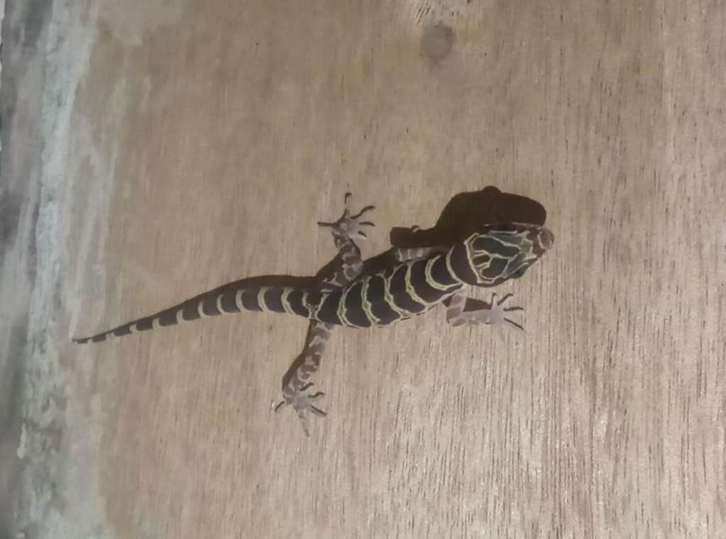 Pyinyaung Bent-toed Gecko from Meiktila, Myanmar (Burma) on July 10 ...