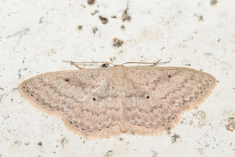 Scopula minorata (Moths of Antequera (Málaga/ Andalusia/ Spain ...