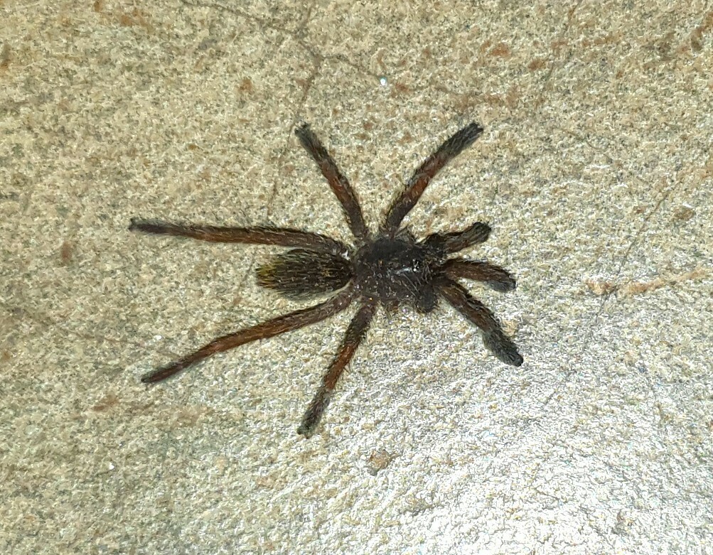 Southern Baboon Spiders from Senuko Airport, Zimbabwe on November 3 ...