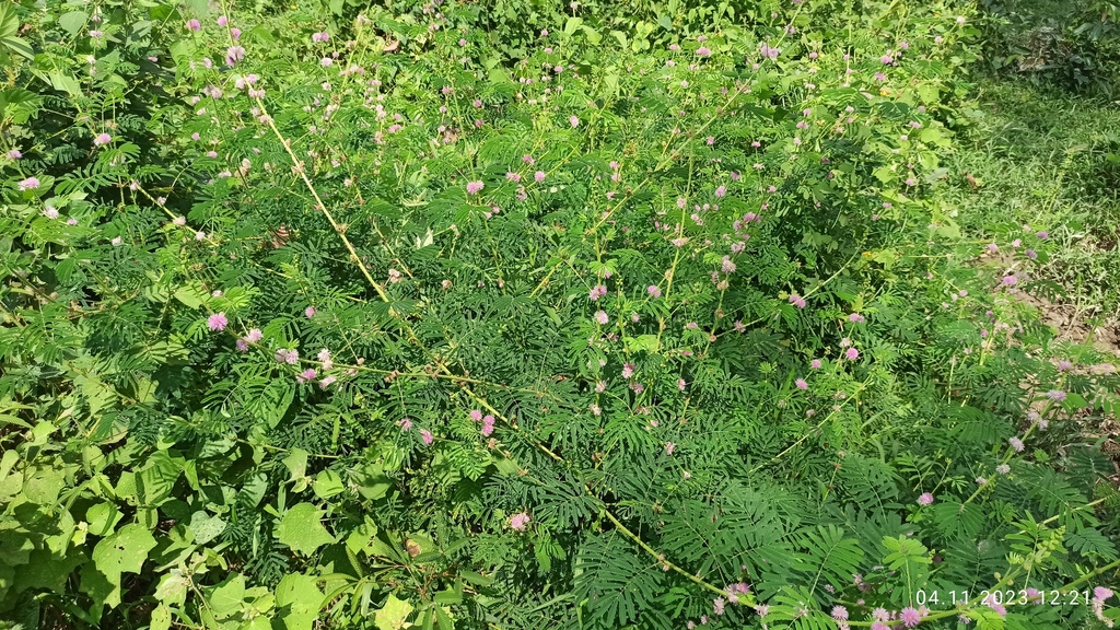giant false sensitive plant from Yangon (South), Мьянма (Бирма) on ...