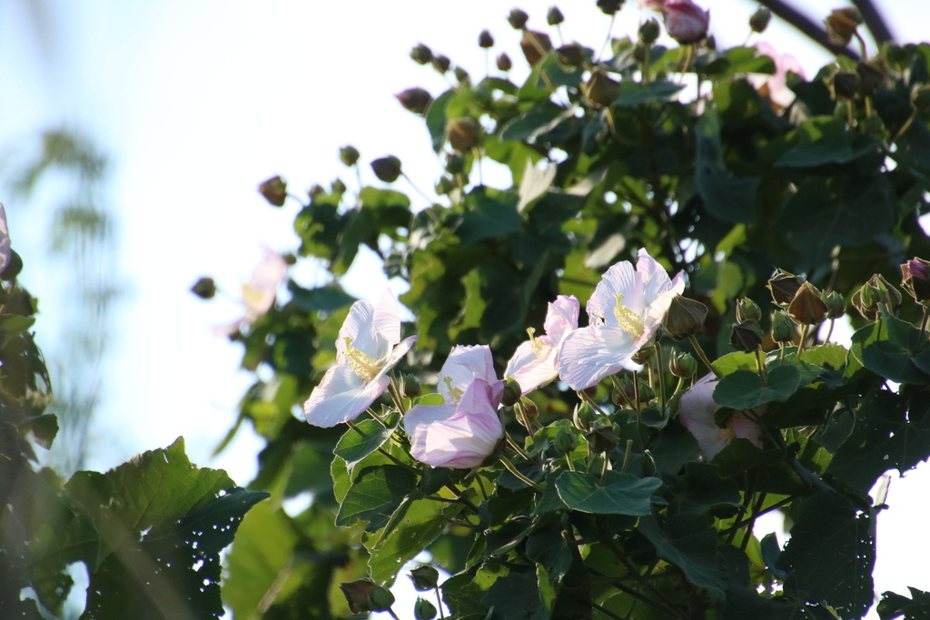 Taiwan cotton rose from 臺灣島, 車城鄉, PIF, TW on November 4, 2023 at 03:27 ...