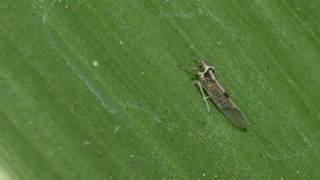White-backed Planthopper from Mumbai Vet College on October 25, 2023 at ...