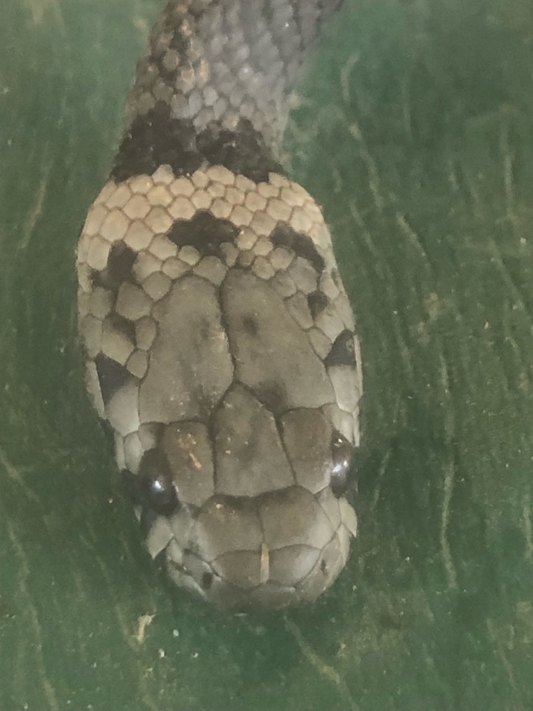 Pale-headed Snake from Nine Mile, QLD, AU on October 31, 2023 at 11:14 ...