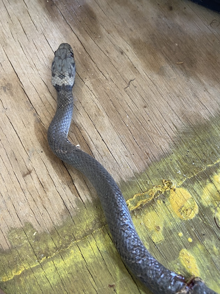 Pale-headed Snake from Nine Mile, QLD, AU on October 31, 2023 at 11:01 ...