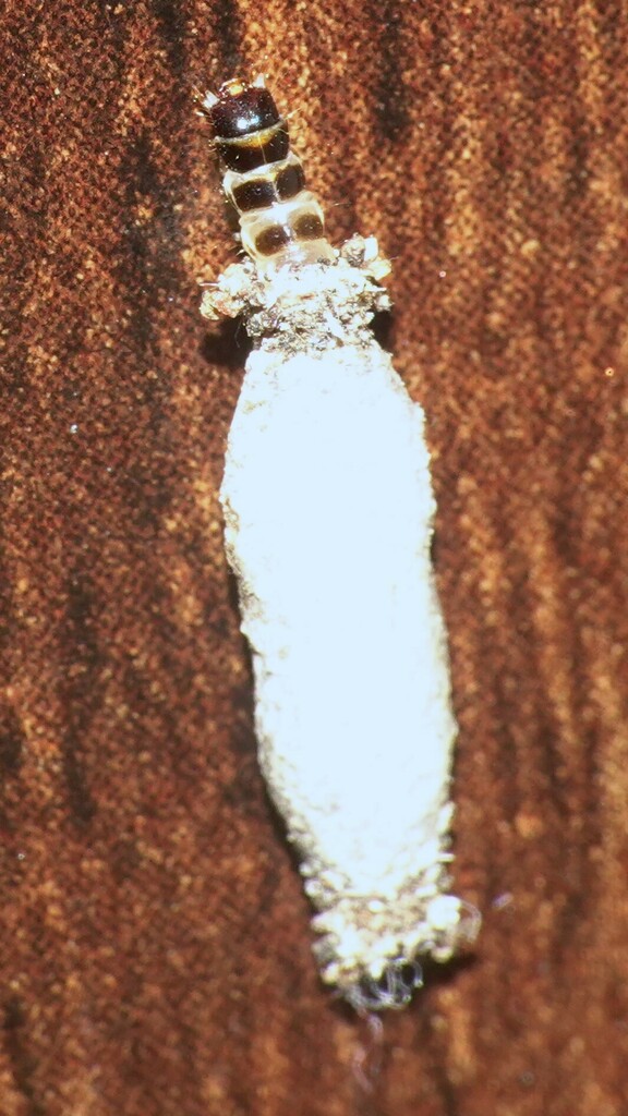 Household Casebearer from Eternity on October 25, 2023 at 09:05 PM by ...