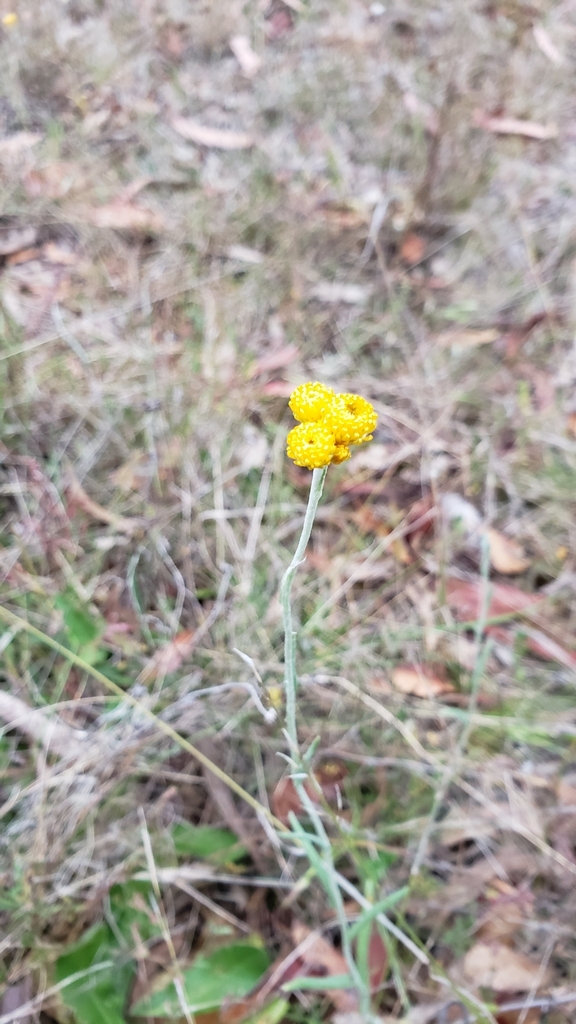 clustered everlasting from Lower Boro NSW 2580, Australia on November 4 ...