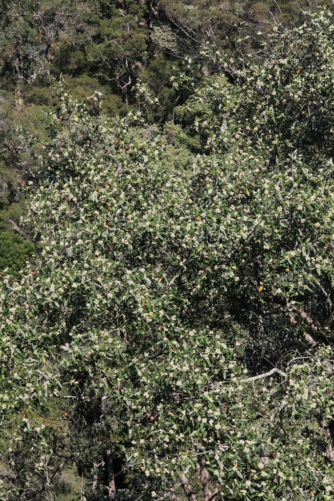 Turpentine from Kariong NSW 2250, Australia on October 6, 2023 at 09:52 ...