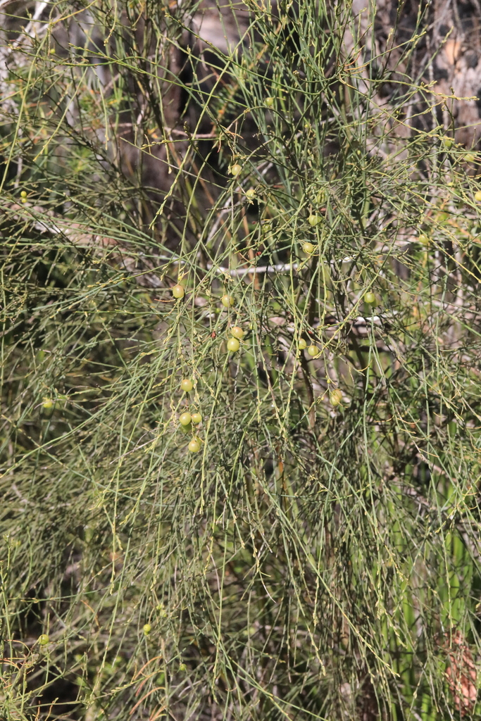 Native Currant from Kariong NSW 2250, Australia on October 6, 2023 at ...