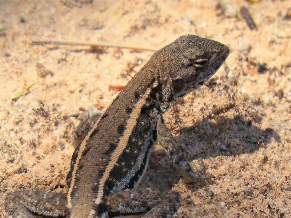 Southern Mallee Dragon from Hattah VIC 3501, Australia on January 16 ...