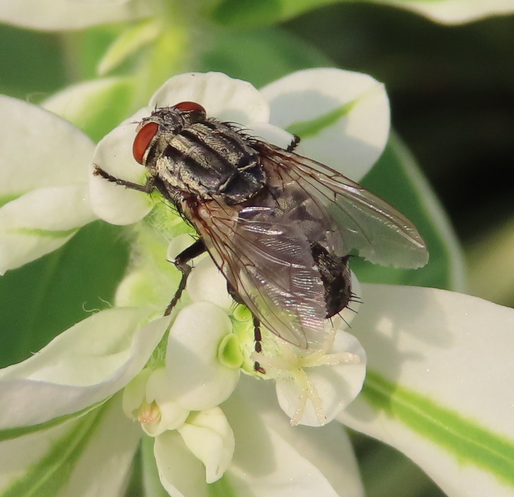 Typical Flesh Flies from Jung-gu, Seoul, South Korea on November 4 ...