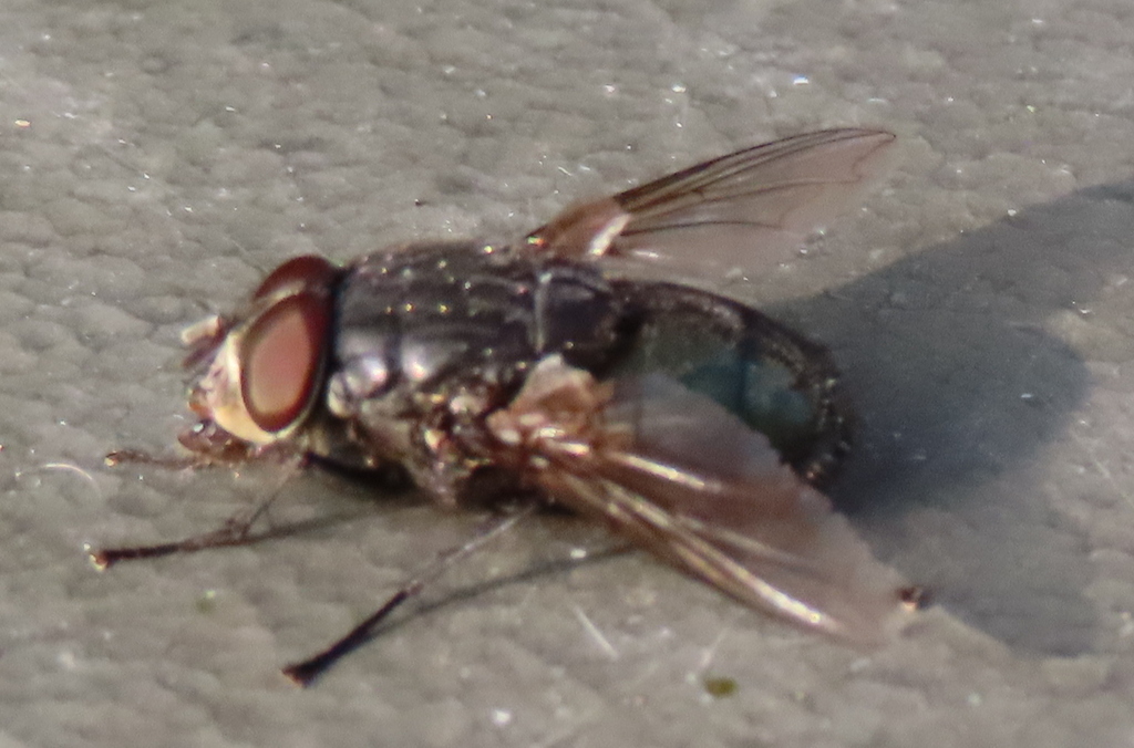 Bluebottle Flies from Jung-gu, Seoul, South Korea on November 4, 2023 ...