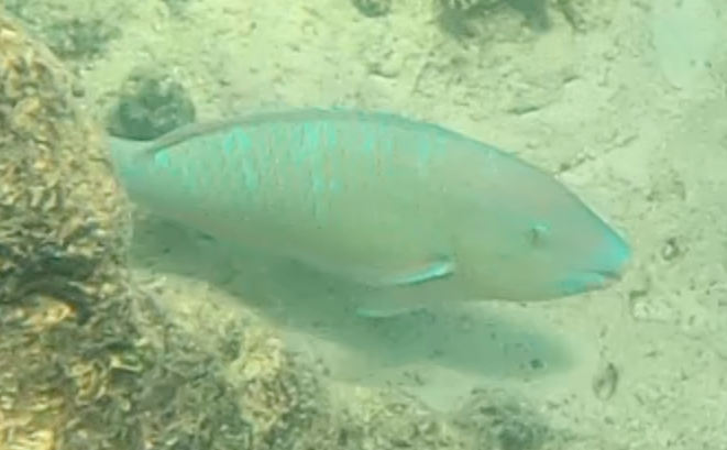 Bluebarred Parrotfish from Exmouth, WA, Australia on November 4, 2023 ...