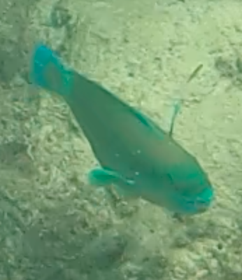 Indian Bullethead Parrotfish from Exmouth, WA, Australia on November 4 ...