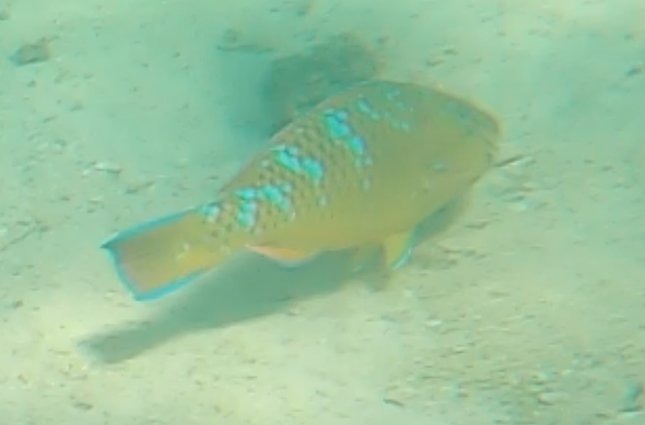 Bluebarred Parrotfish from Exmouth, WA, Australia on November 4, 2023 ...