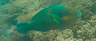 Surf Parrotfish from Exmouth, WA, Australia on November 4, 2023 at 04: ...