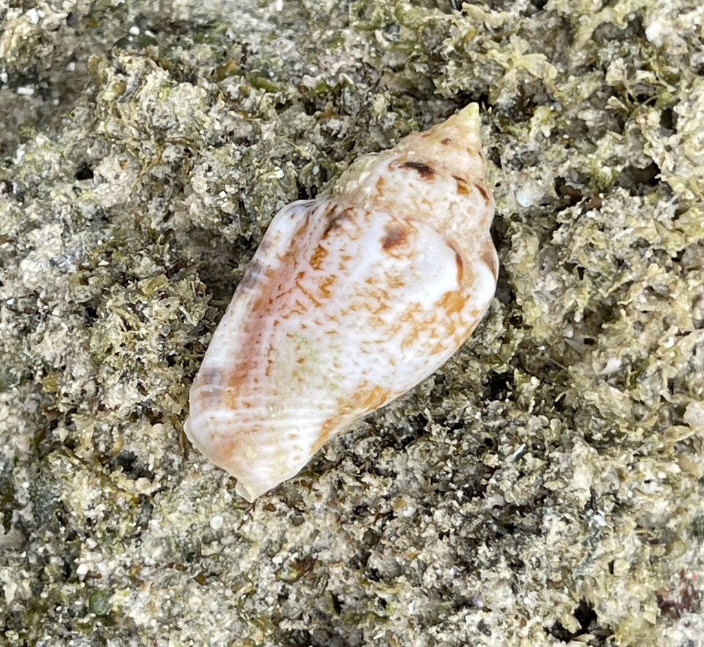 Variable Stromb from Camotes Sea, Hindang, Leyte, PH on November 4 ...