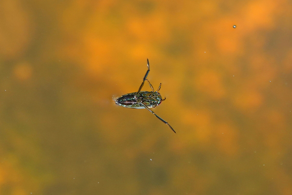 Enithares from Wooroonooran QLD 4860, Australia on May 25, 2023 at 12: ...