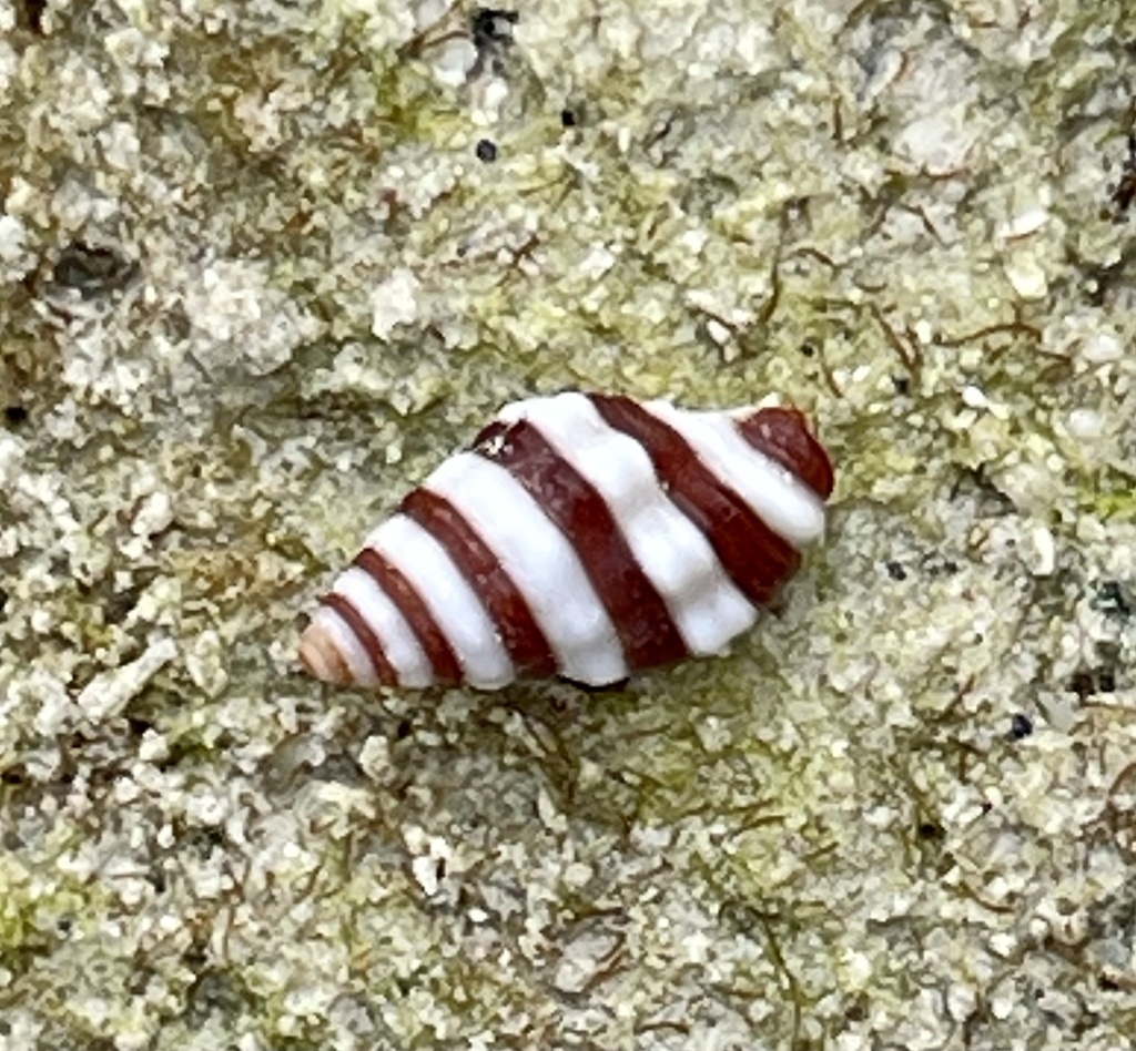 Engina from Camotes Sea, Hindang, Leyte, PH on November 4, 2023 at 09: ...