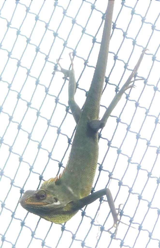 Great Crested Canopy Lizard from Sleman Regency, Special Region of ...