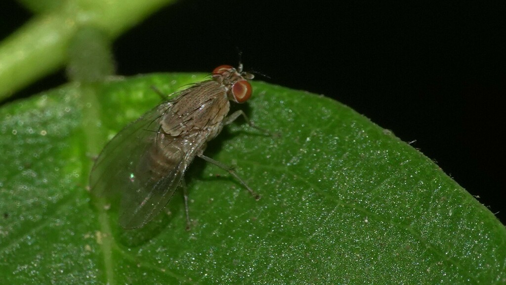 Acalyptrate Flies from SGNP on October 28, 2023 at 07:30 AM by Dinesh ...
