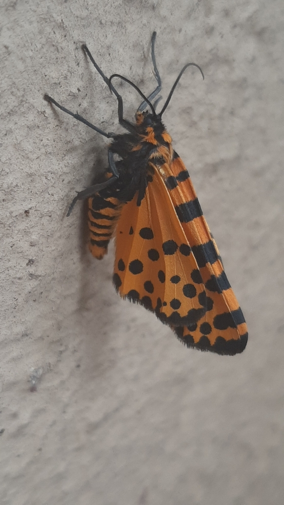 Leopard Magpie Moth from Sunnyside, Pretoria, 0002, South Africa on ...