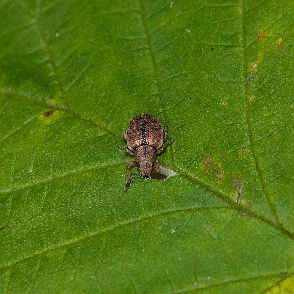 Nut Leaf Weevil from 7400 Herning, Danmark on November 2, 2023 at 10:58 ...