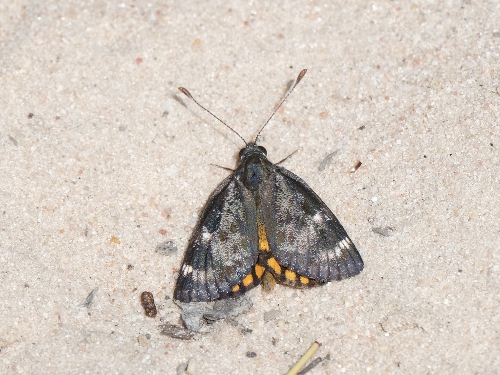Synemon parthenoides from Anderson St, Dimboola, VIC, AU on November 4 ...
