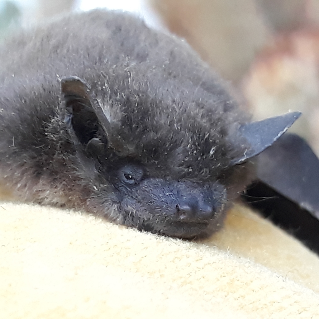 Common Pipistrelle (Pipistrellus pipistrellus) - Know Your Mammals