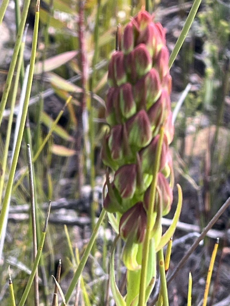 Ivory Shield Orchid in November 2023 by rivettmj · iNaturalist