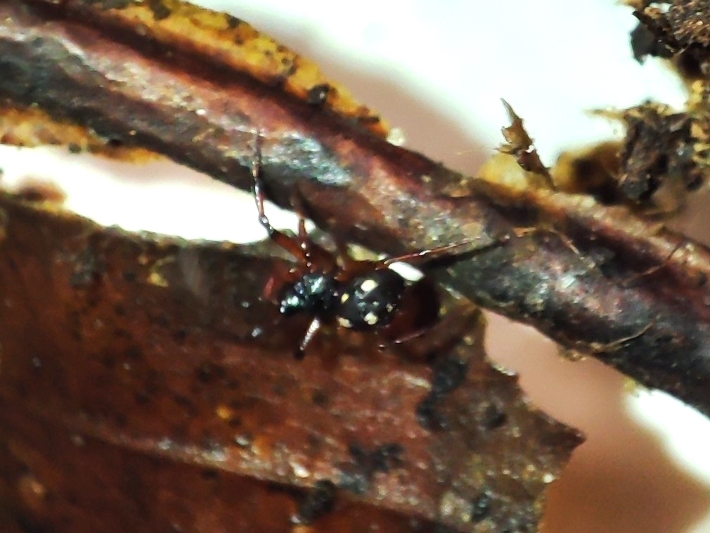 Crustulina guttata from Володимирецький район, Рівненська область ...