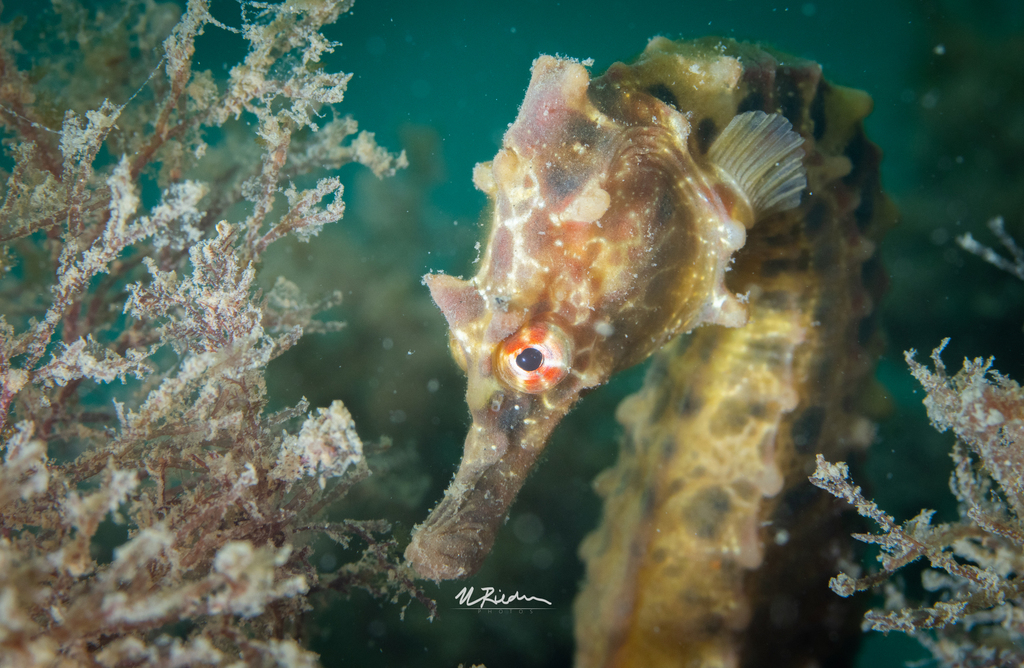Bigbelly Seahorse from St Leonards VIC 3223, Australia on October 29 ...