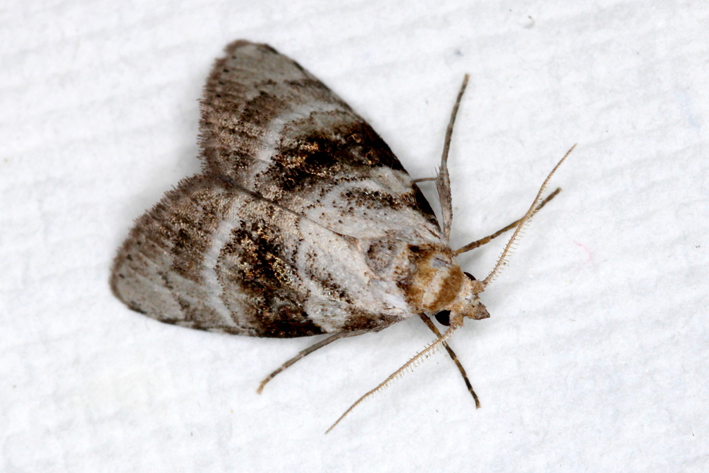 Acatapaustus leucospila from Sydney NSW, Australia on November 3, 2023 ...